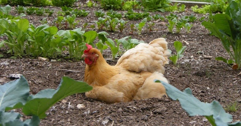 the garden-roof coop: Community Chickens Post! ~ New Year's Resolutions ...