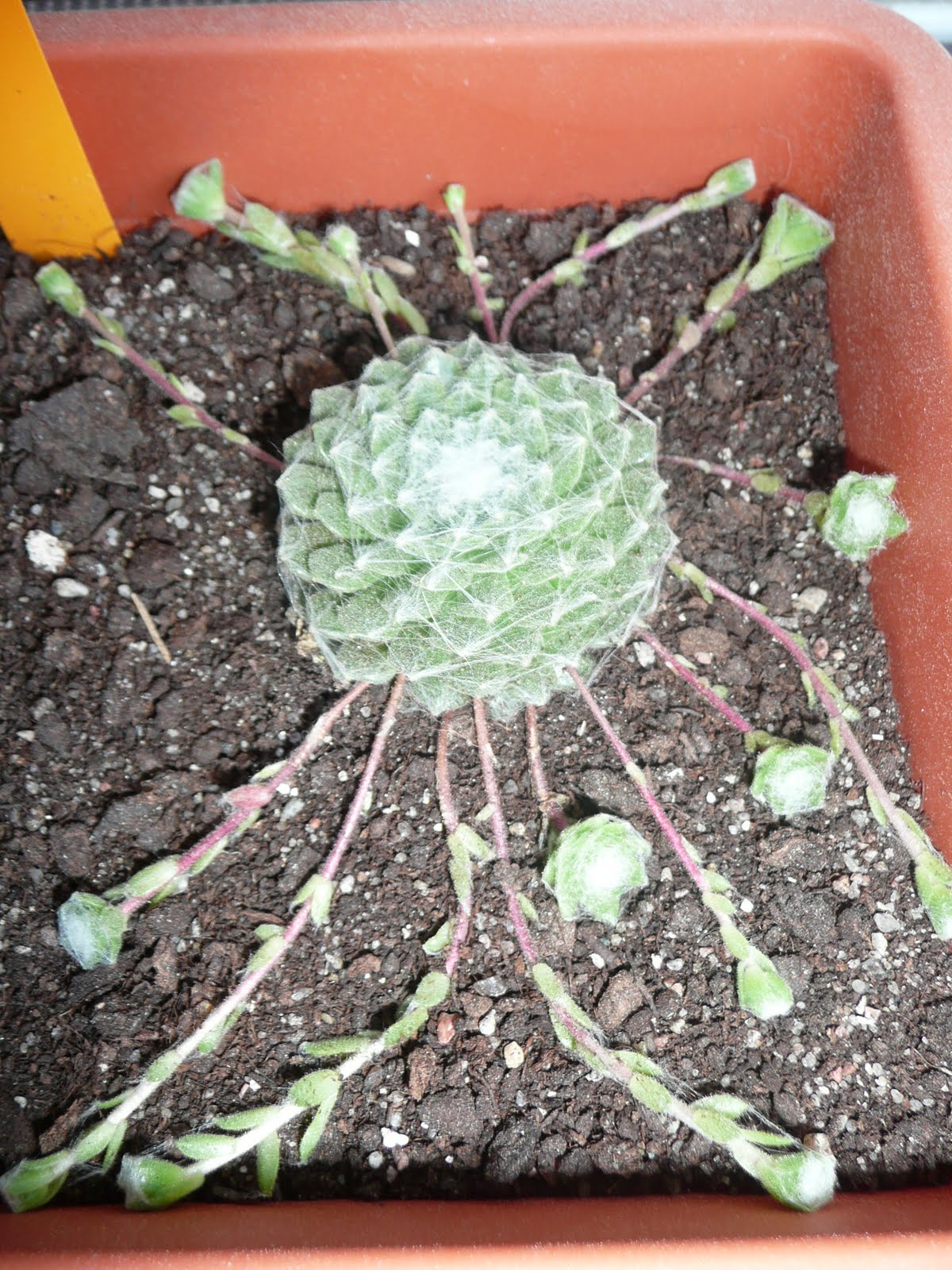 Cáctus y plantas de María: abril 2011