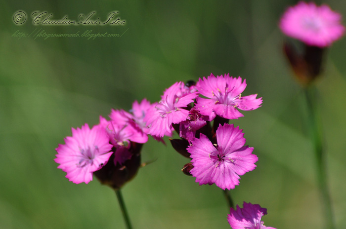 In linii mari: Dianthus giganteus (Garofite)