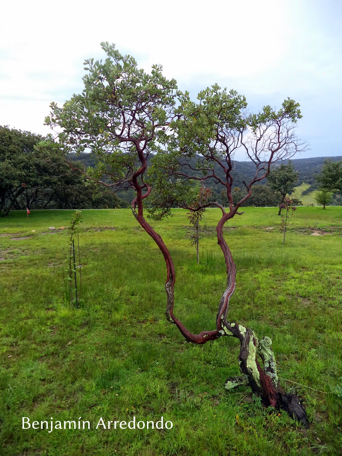 El Bable: La Pingüica, el hermoso arbusto que la produce, en la sierra ...