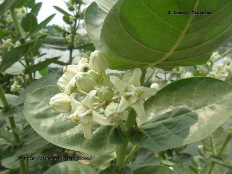 Shada Akondo Ful(সাদা আকন্দ ফুল) - Calotropis gigantea