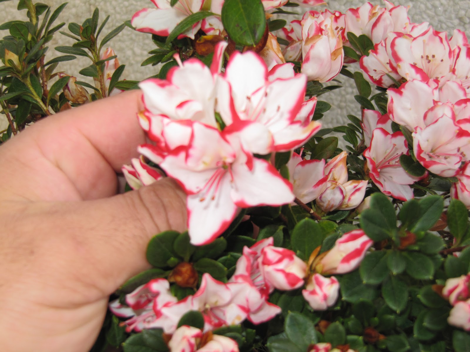 MIS COSAS: FLOR DE AZALEA