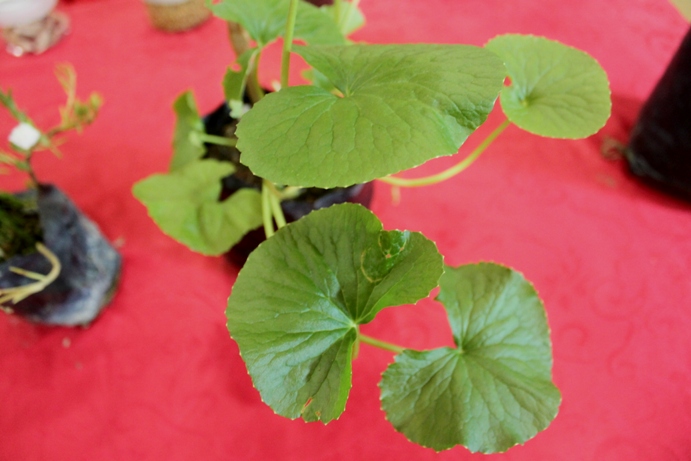 LI NA HERBS: PEGAGA GAJAH