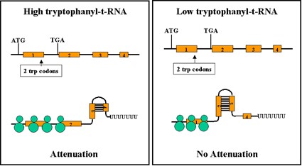 Regulation of Gene Expression in Prokaryotes and Eukaryotes