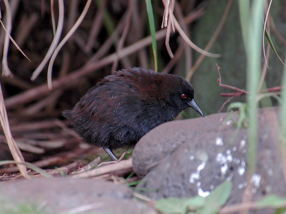 Life Through a lens Bryan Thomas Bird Photographer: March 2018