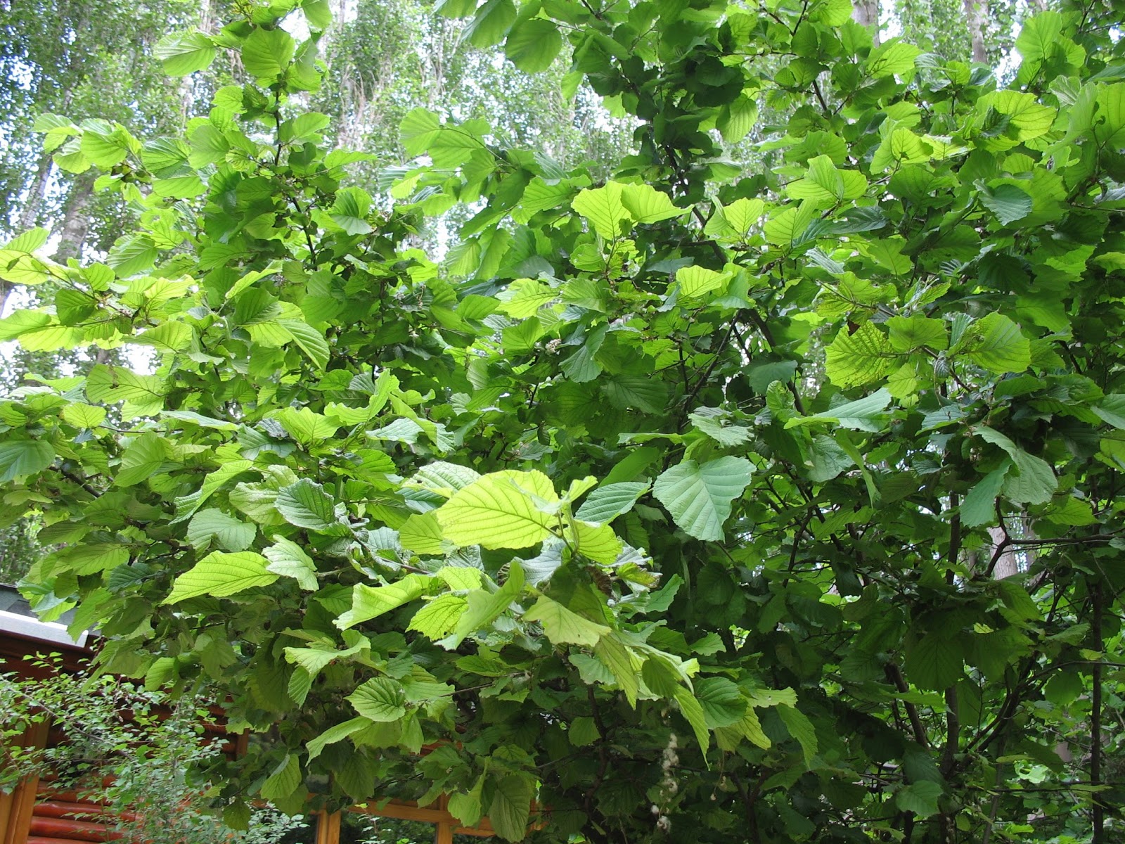Hazelnut Trees In Turkey