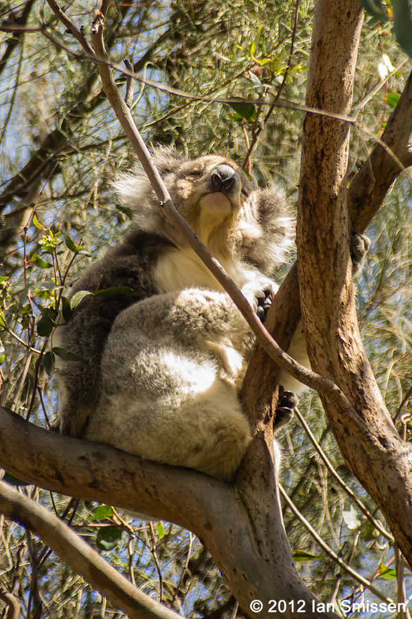 A passion for birds...: More than just Koalas at Kennett River