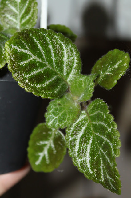 Hoyapassion: Episcie ~ EPISCIAS