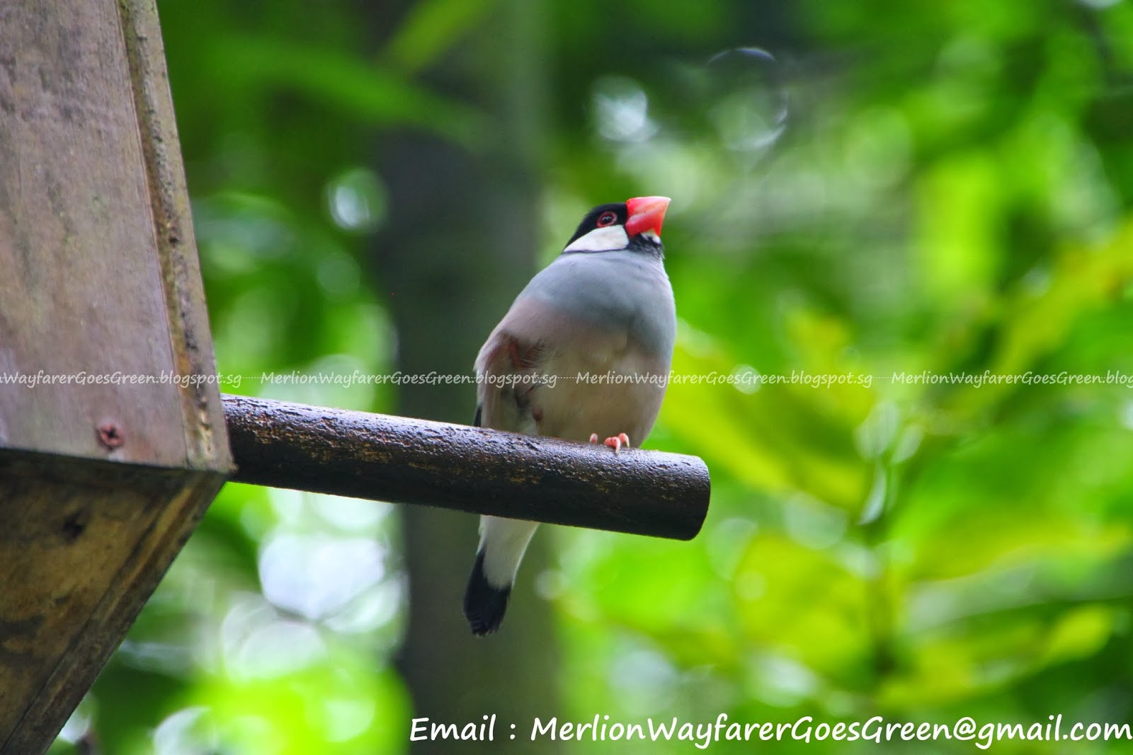 Jurong Bird Park - Southeast Asian Birds Aviary ~ Merlion Wayfarer Goes ...