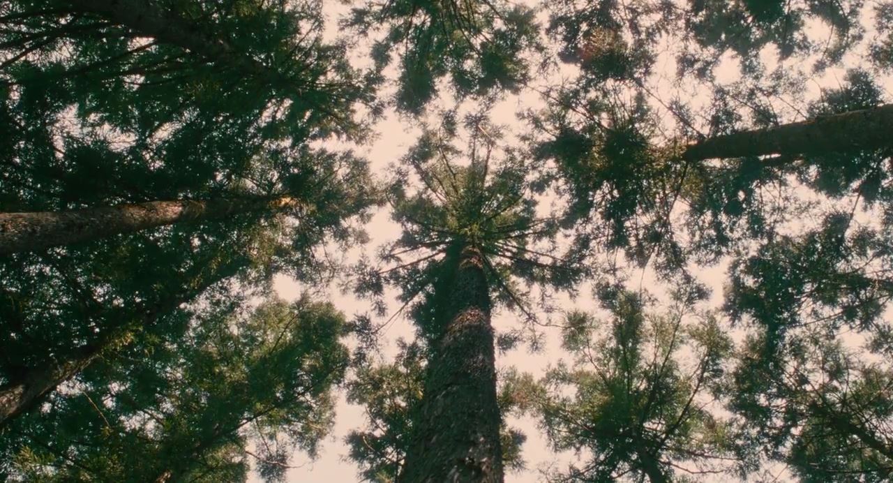 [Review] J-Movie : Wood Job!! (2014) ~ Clover Blossoms