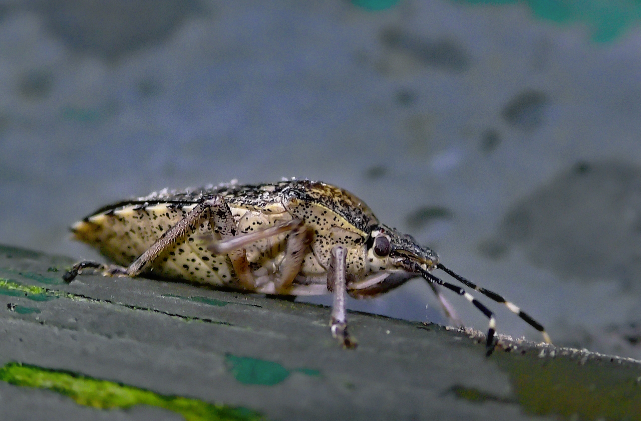 Jozef van der Heijden - Natuurfotografie: Grauwe schildwants ...