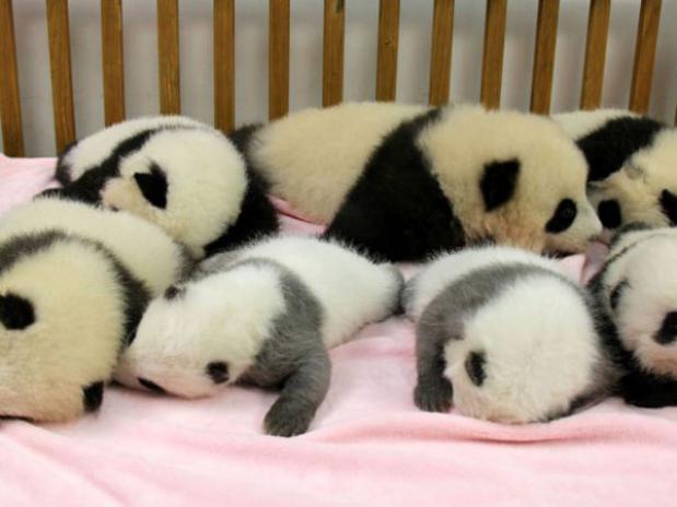 Animales Tiernos: Conoce a los 7 pandas bebés más hermosos del mundo