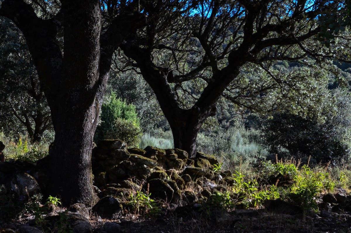 ALMANAQUE NATURAL: Los Encinares de Gredos