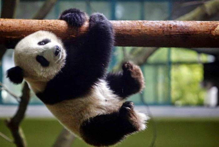 Descubriendo la Naturaleza con Mei: El oso panda