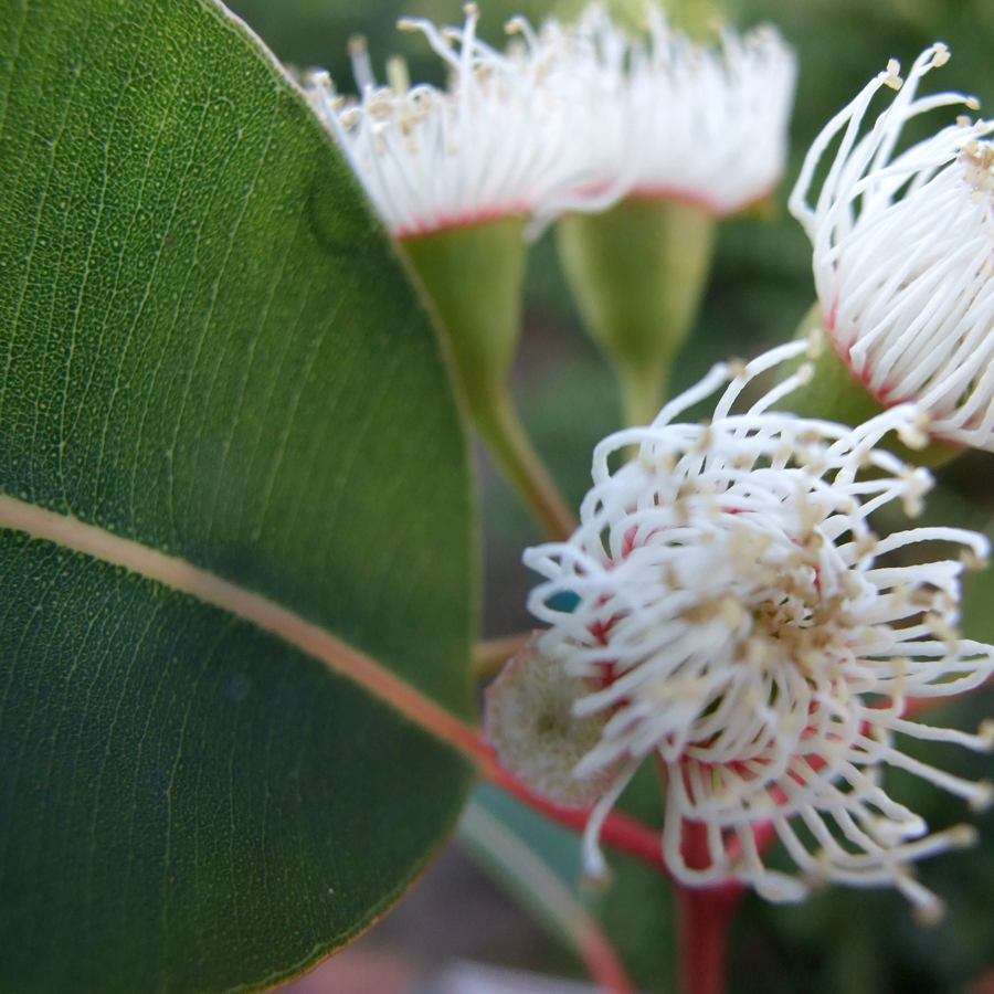 CJL designs: Australia Day & Eucalyptus flowers