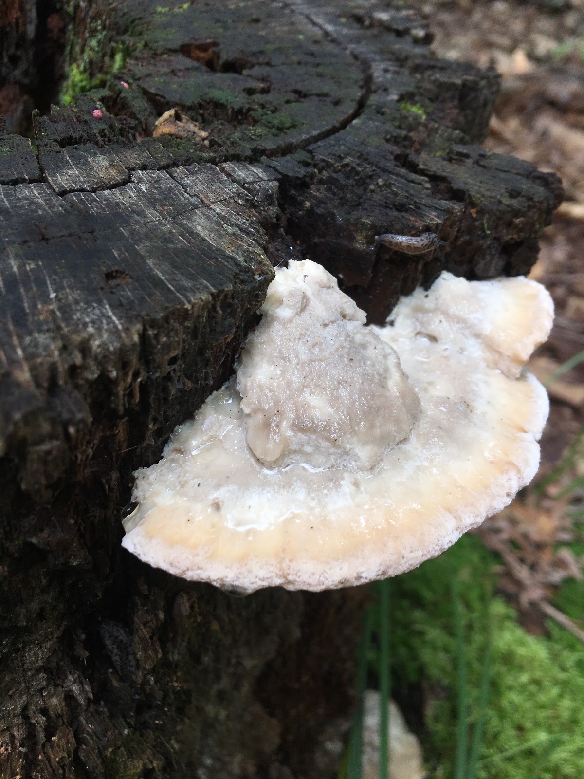 The Monkey Buddha: Fungus Photos