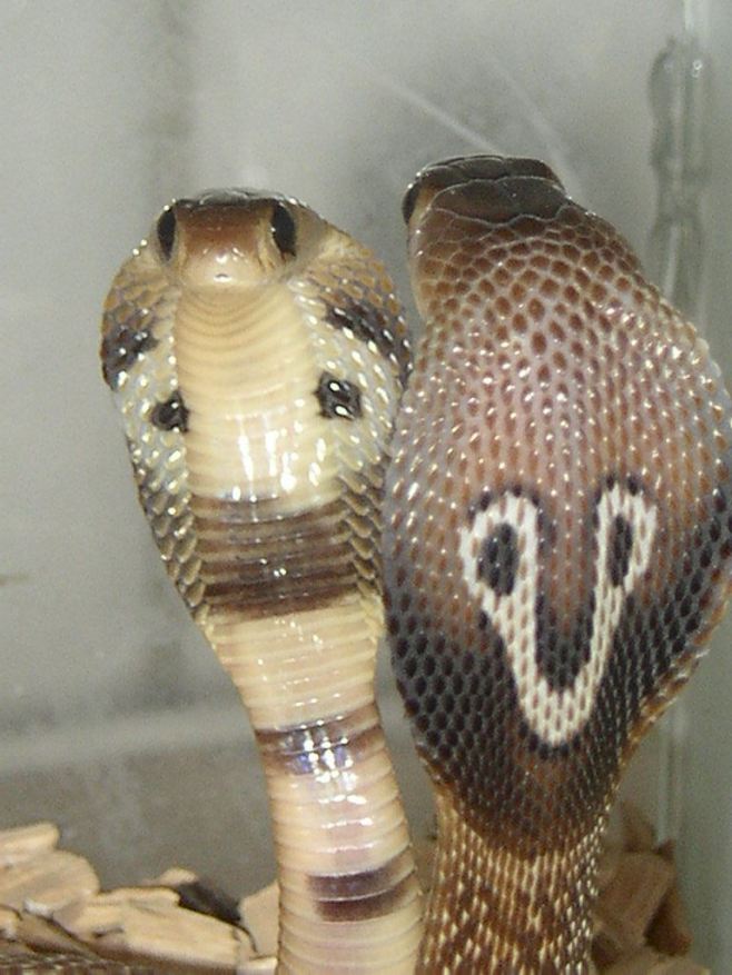 Mundo Animal: Cobra-capelo-indiana