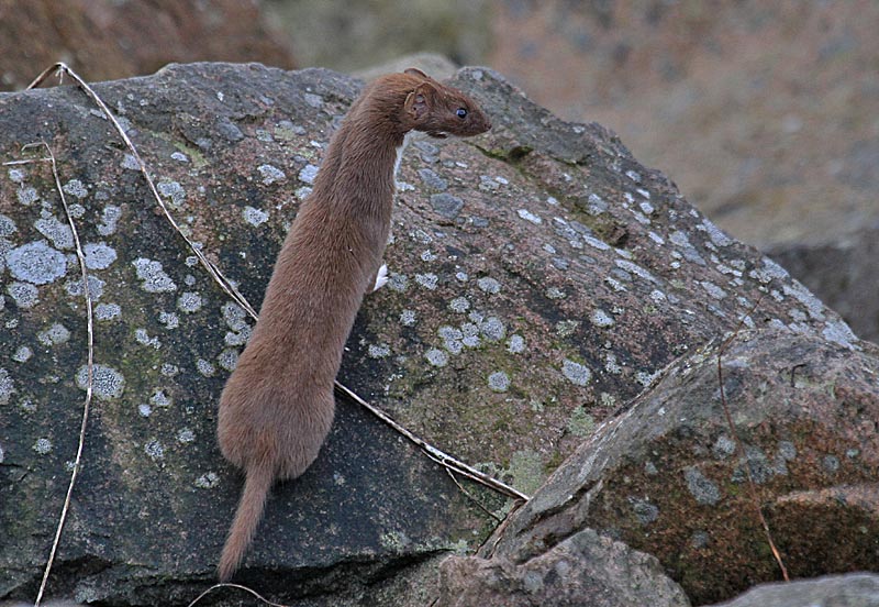 Bob the Birder: White fronted Geese and Flying Weasels