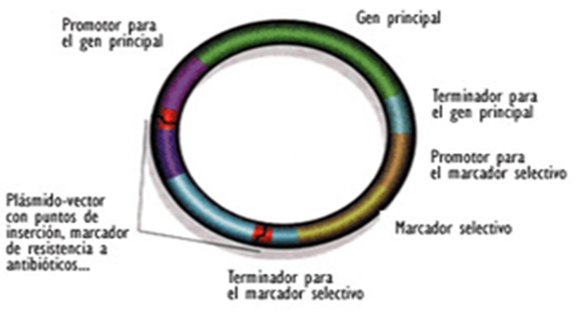 ORGANISMOS GENETICAMENTE MODIFICADOS: Obtención de los OMG