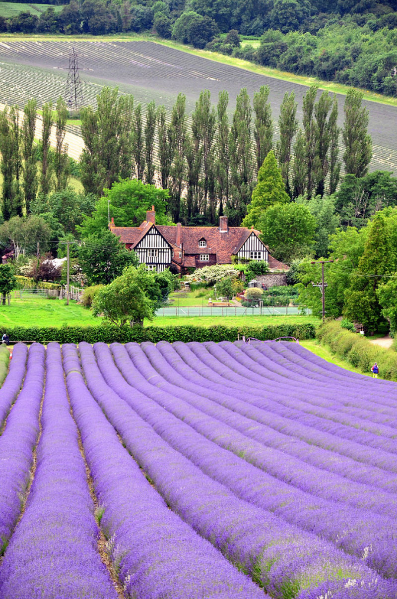 Eu sei...: 21 fotos impressionantes de campos de lavanda ao redor do mundo