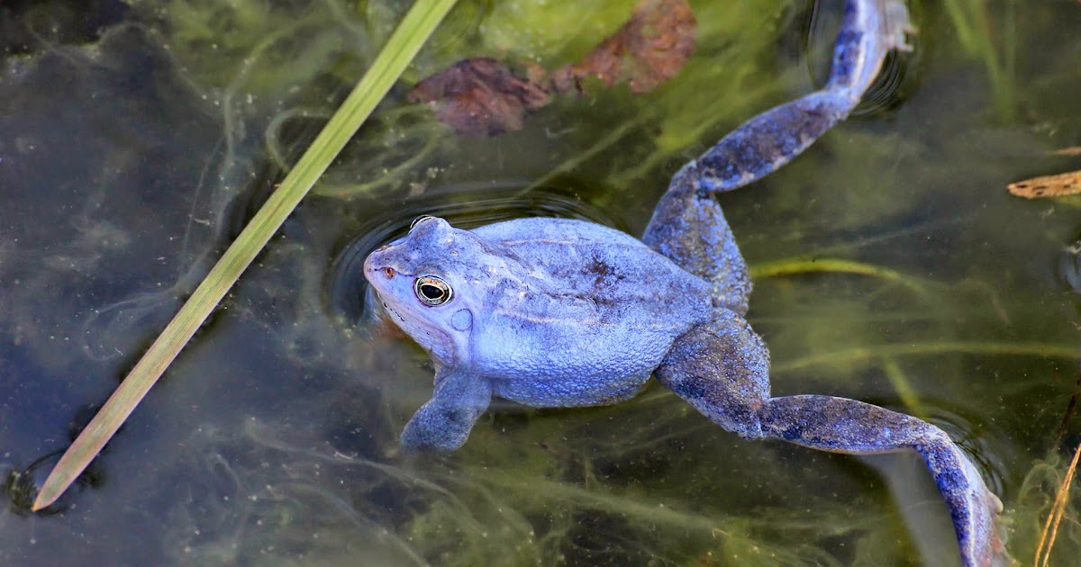 The Frog that Turns Blue | The Ark In Space