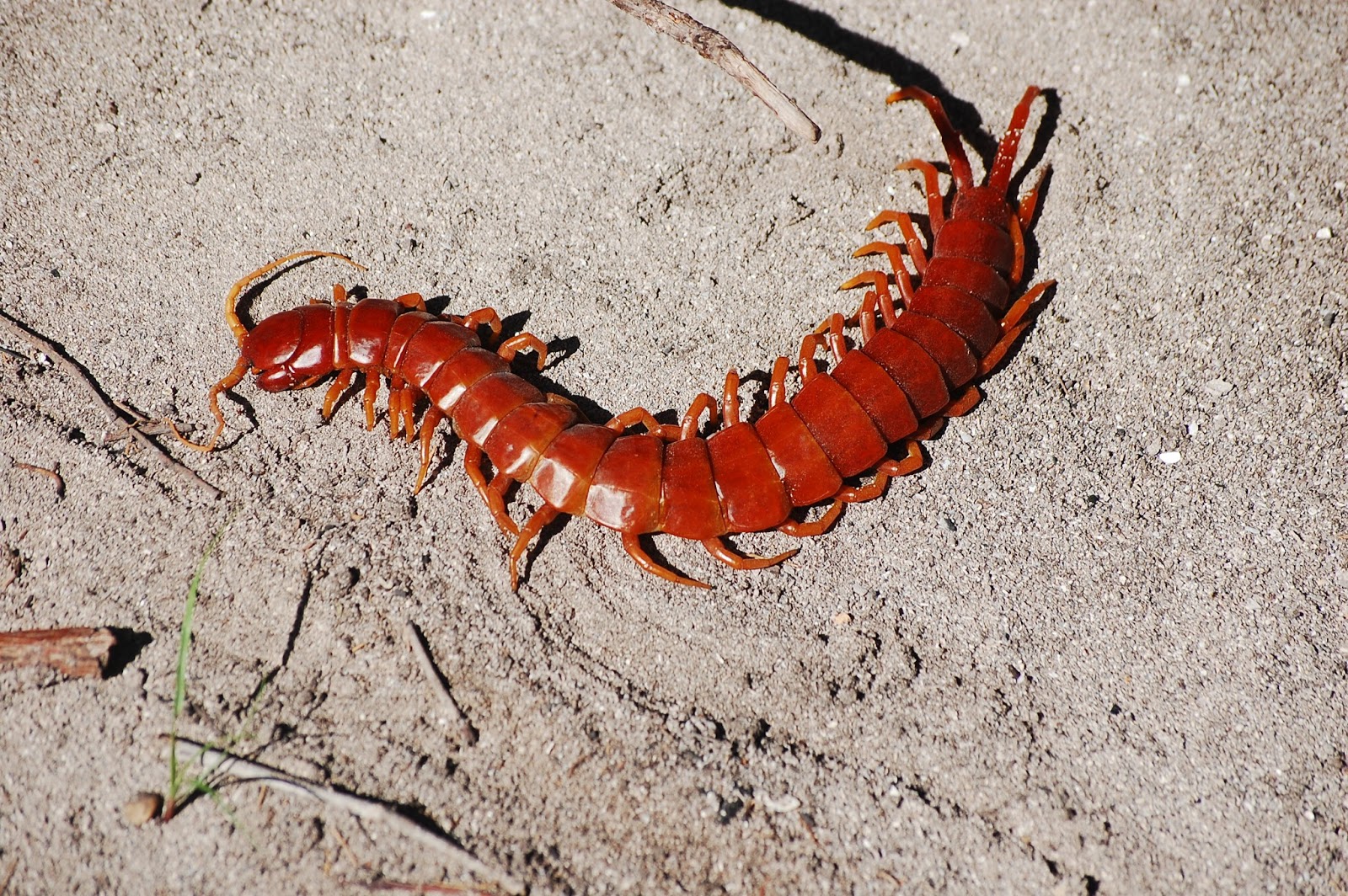 Espacio dedicado a la naturaleza: Escolopendra (Scolopendra cingulata)