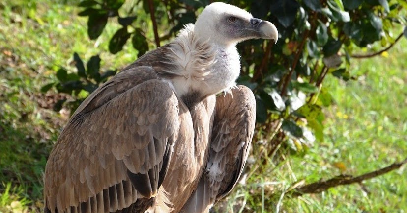 Contes d' Animals: ELS VOLTORS