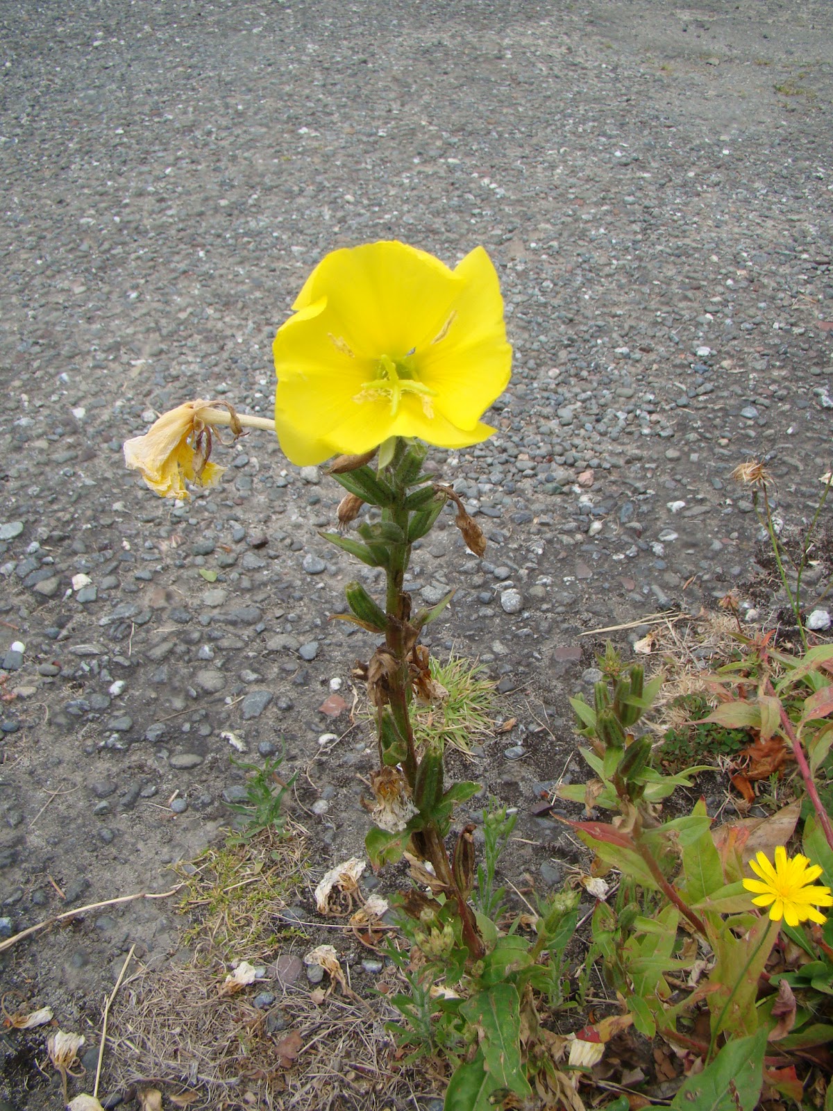 Leaves of Plants: Evening Primrose