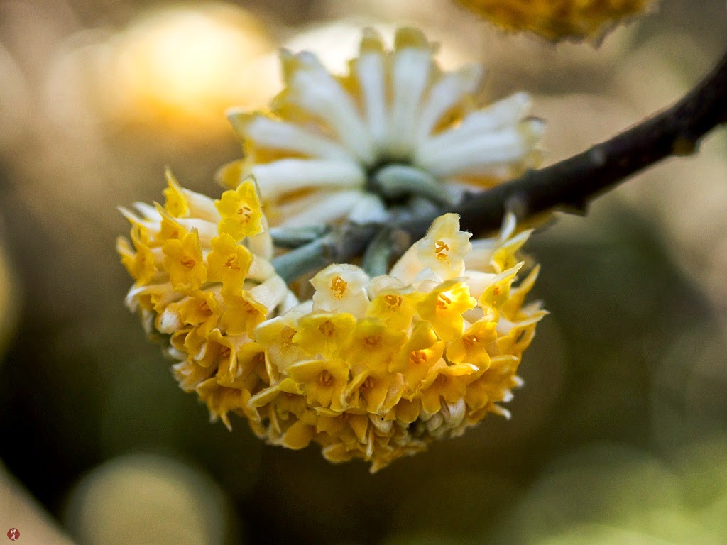 FROM THE GARDEN OF ZEN: Mitsumata (Edgeworthia chrysantha) flowers ...
