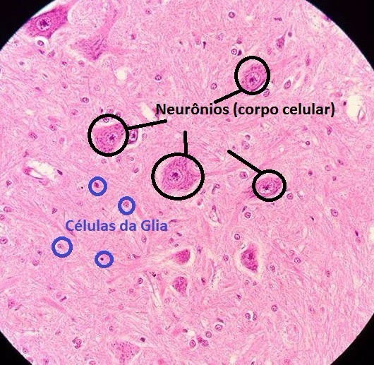 HISTOLOGIA90: HISTOLOGIA DO SISTEMA NERVOSO