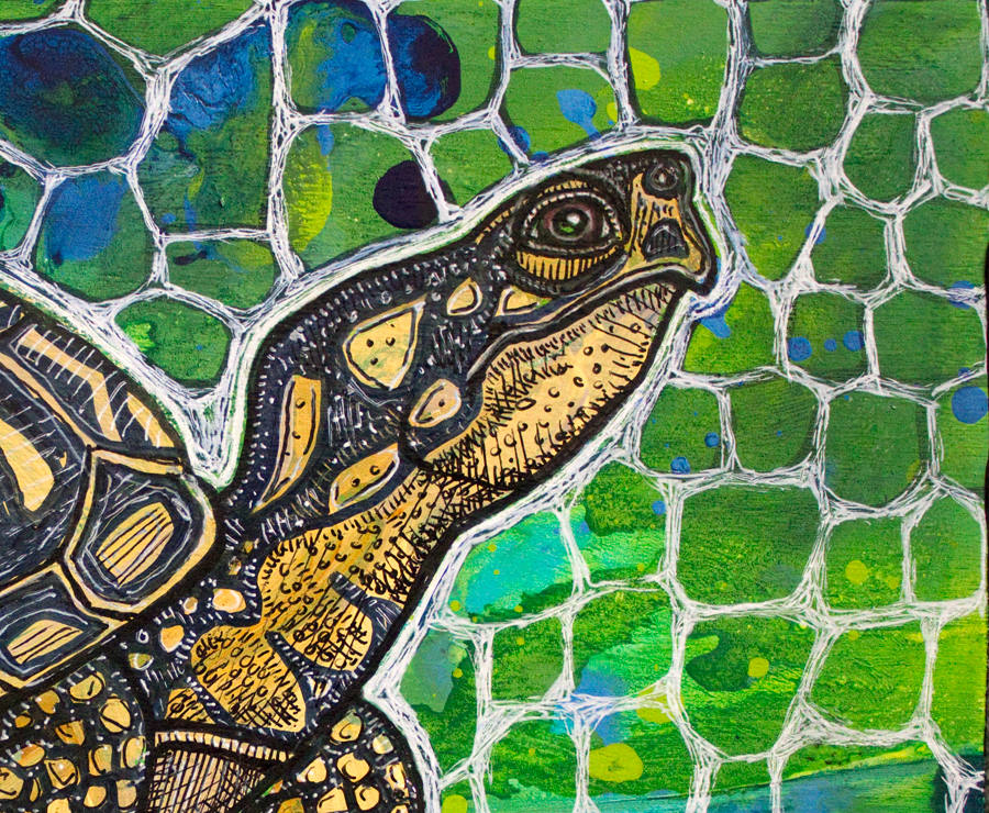 Latest Artwork: Eastern Box Turtle