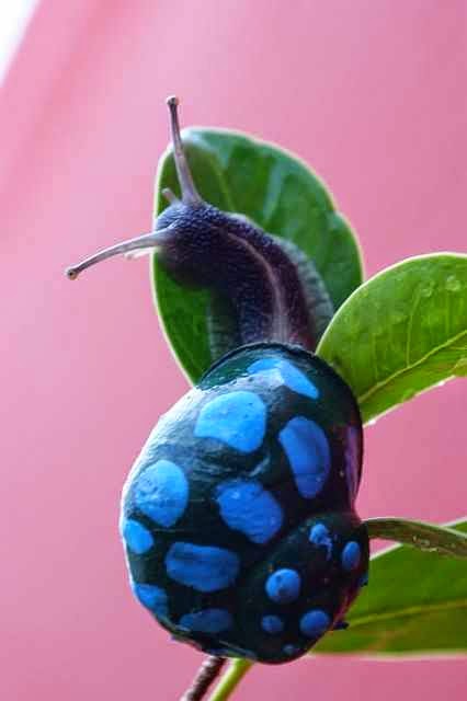 TELUGU WEB WORLD: Some of the most beautiful snails you've ever seen!