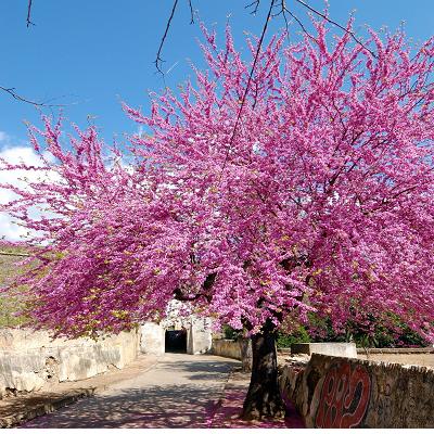 HOW TO GROW CERCIS SILIQUASTRUM |The Garden of Eaden