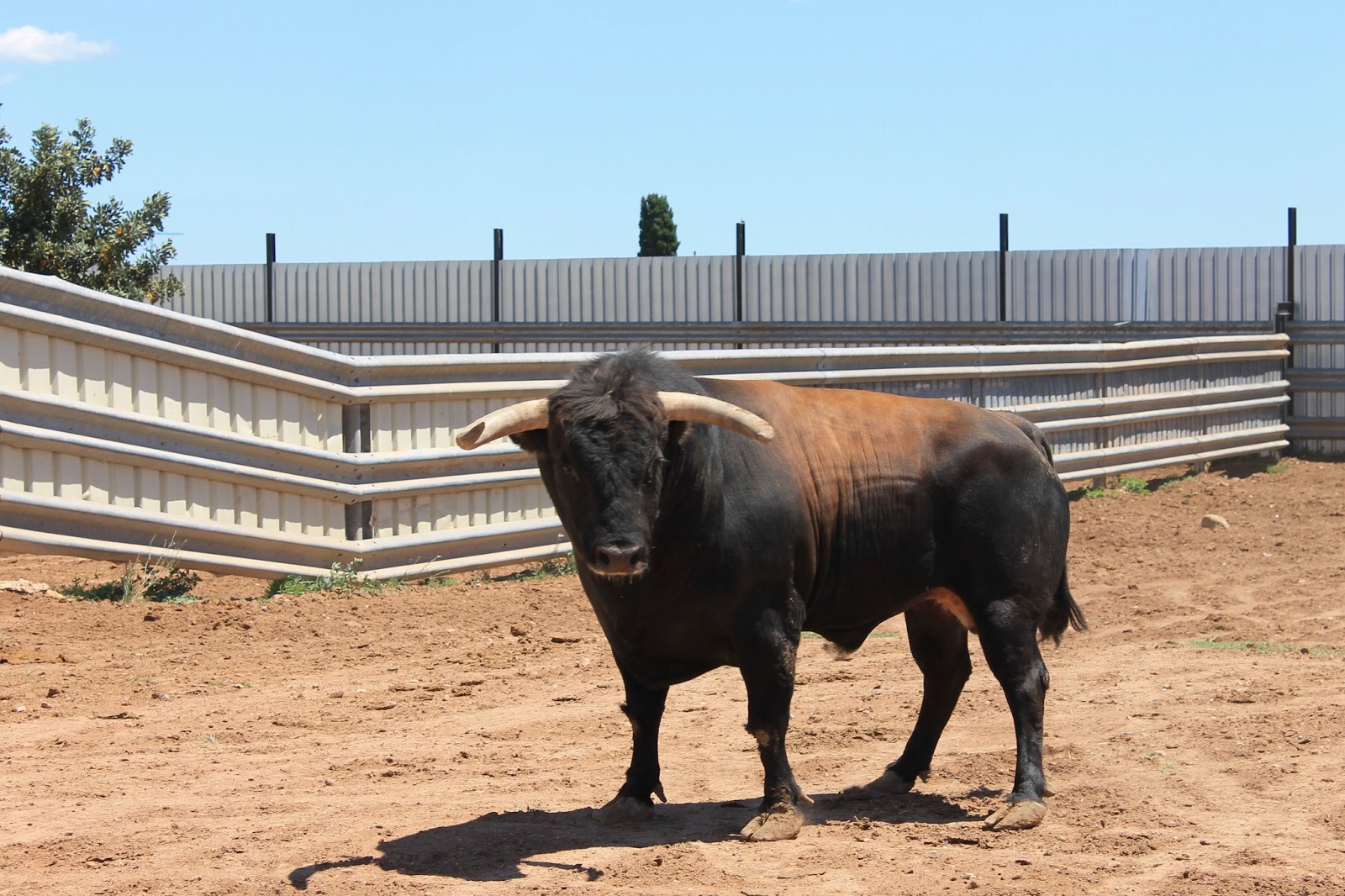 El Blog del toro bravo.: Una mañana en Corrals l´Afició.