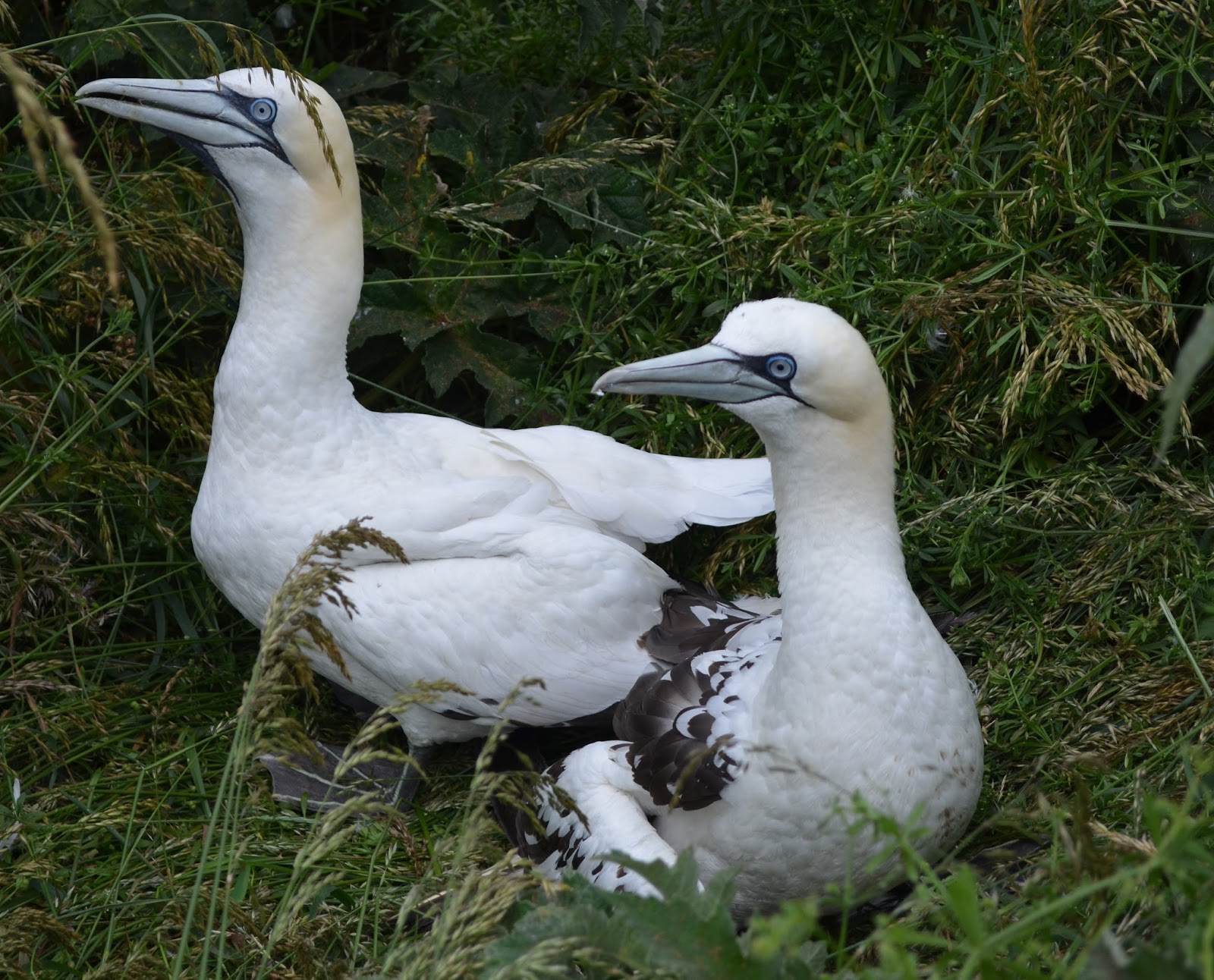 Living in Hull: Six Miles of Birdage at Bempton Cliffs