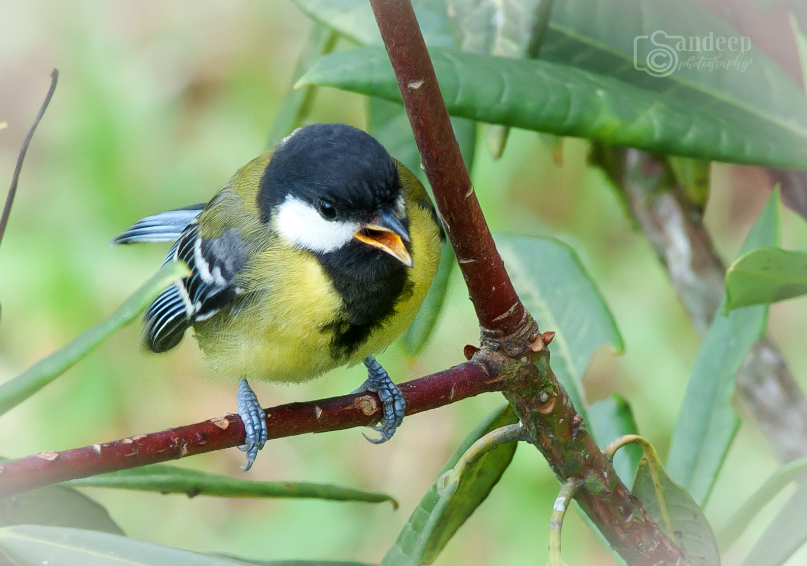 SHARING OPINION: BIRDS OF ARITAR & SIKKIM