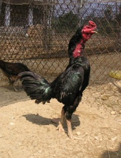 GAMEFOWL OF THE WORLD : Ga Noi Game Fowl