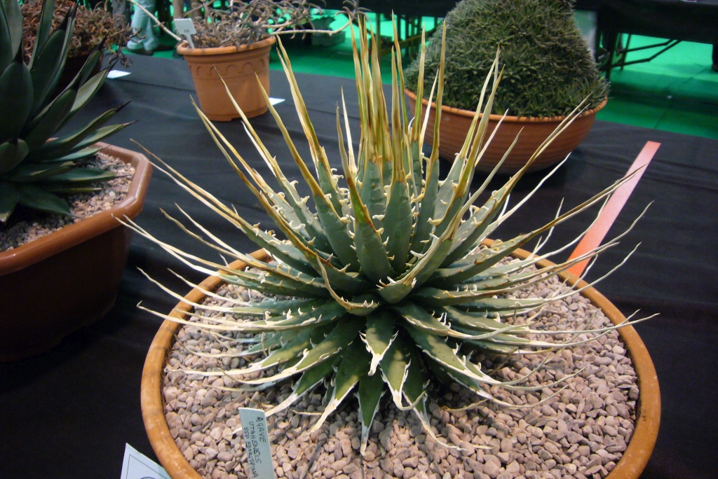 Spiky obsession: British Cactus and Succulent Society national show
