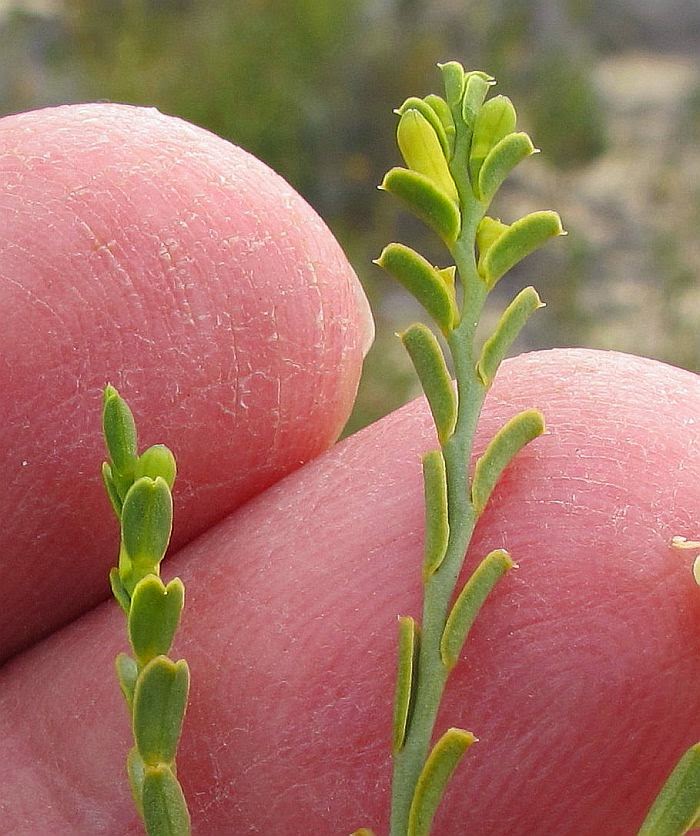 Esperance Wildflowers: Olax benthamiana - Olacaceae