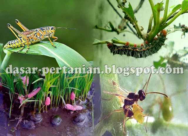 Cara Membasmi Hama Yang Paling Tepat dan Benar - Rumah Petani