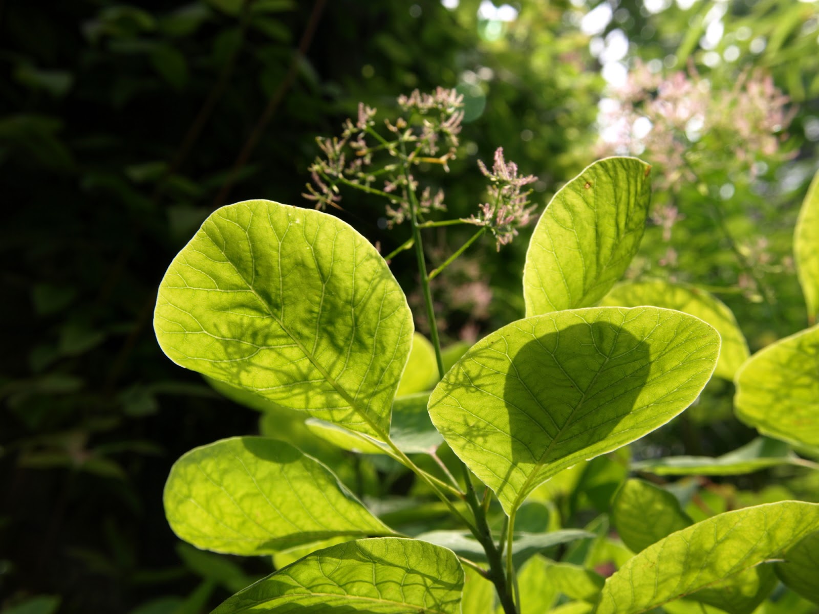 Trädgård i Torslanda: Perukbuske
