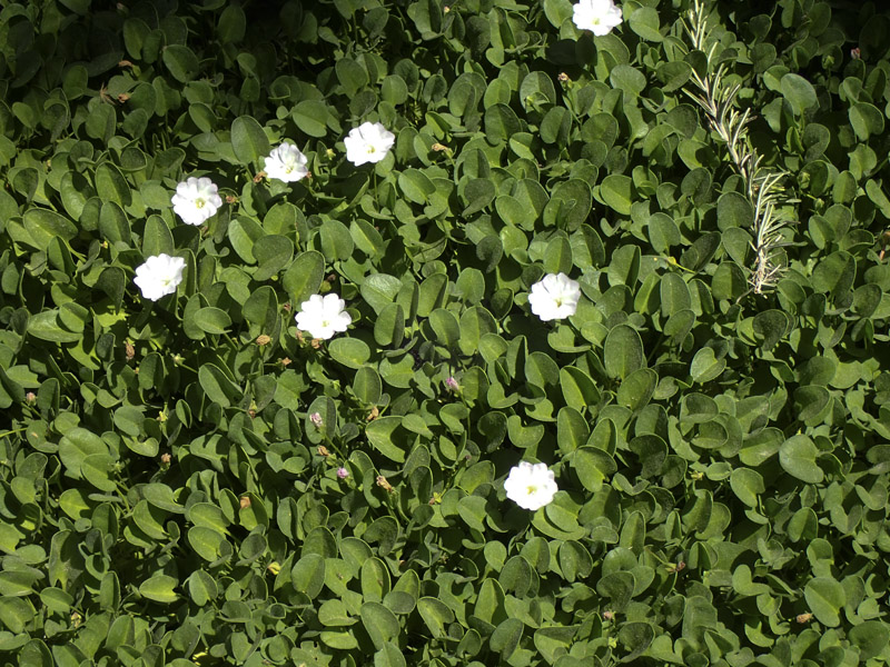 Flora ornamental, hortícola y medicinal.: Falkia repens