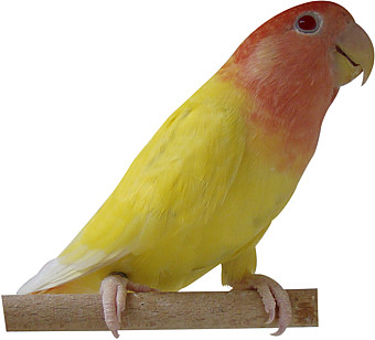 Clube Dos Pássaros: Fotos & Vídeos