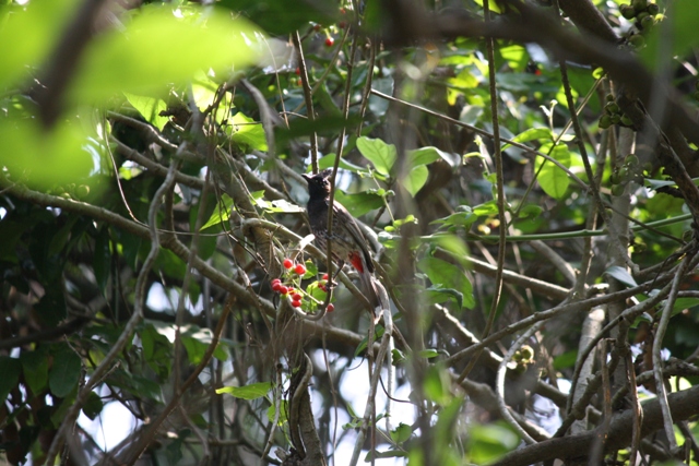 Bird Spotting at Chintamani Kar Bird Sanctuary