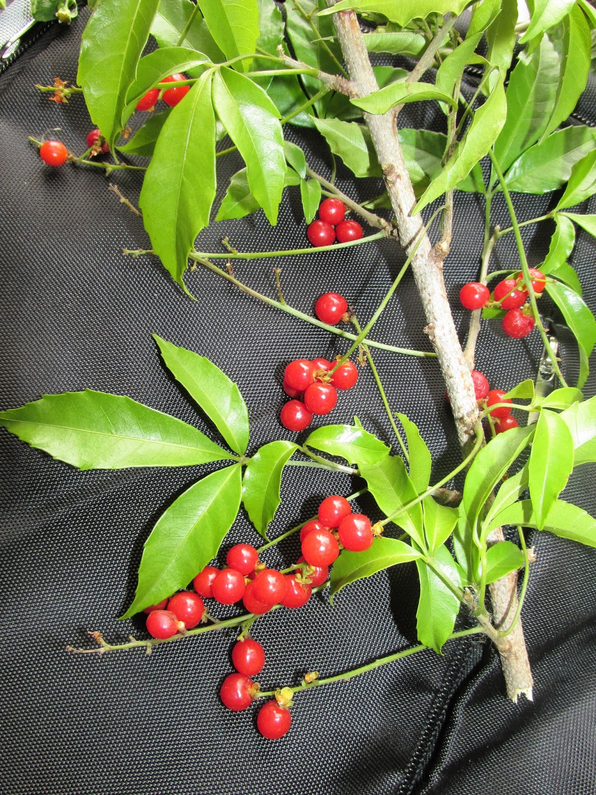 Banco de sementes trocas entre membros: Chal chal Allophylus edulis