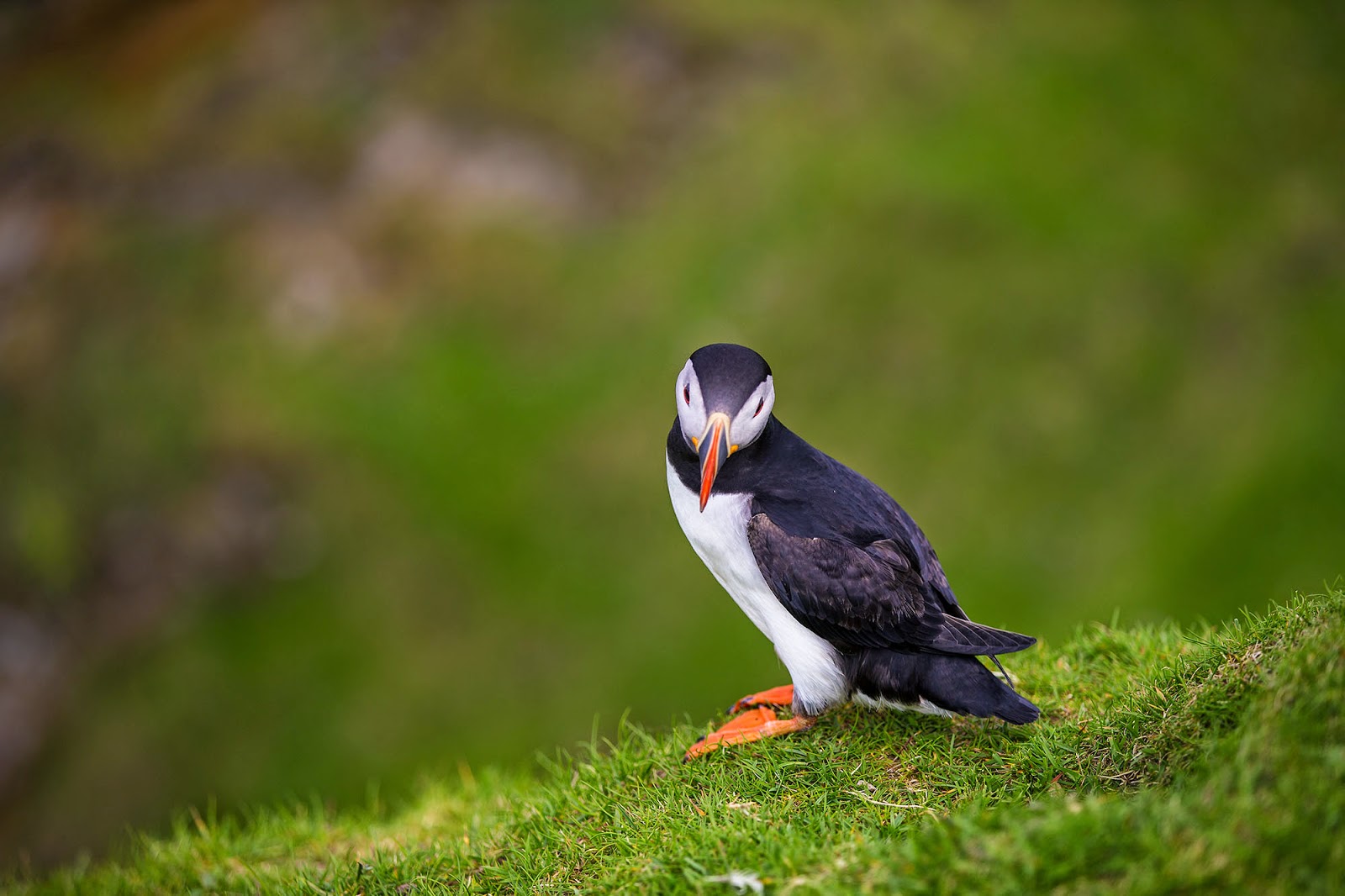 Puffins in the British Isles - Britain All Over Travel Guide