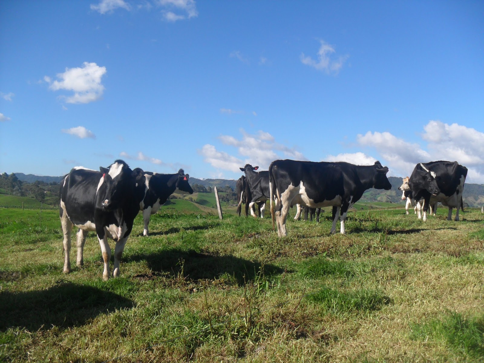 PRODUCCIÓN PECUARIA
