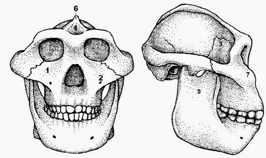 IASguy: 1.6.b.2 Paranthropus