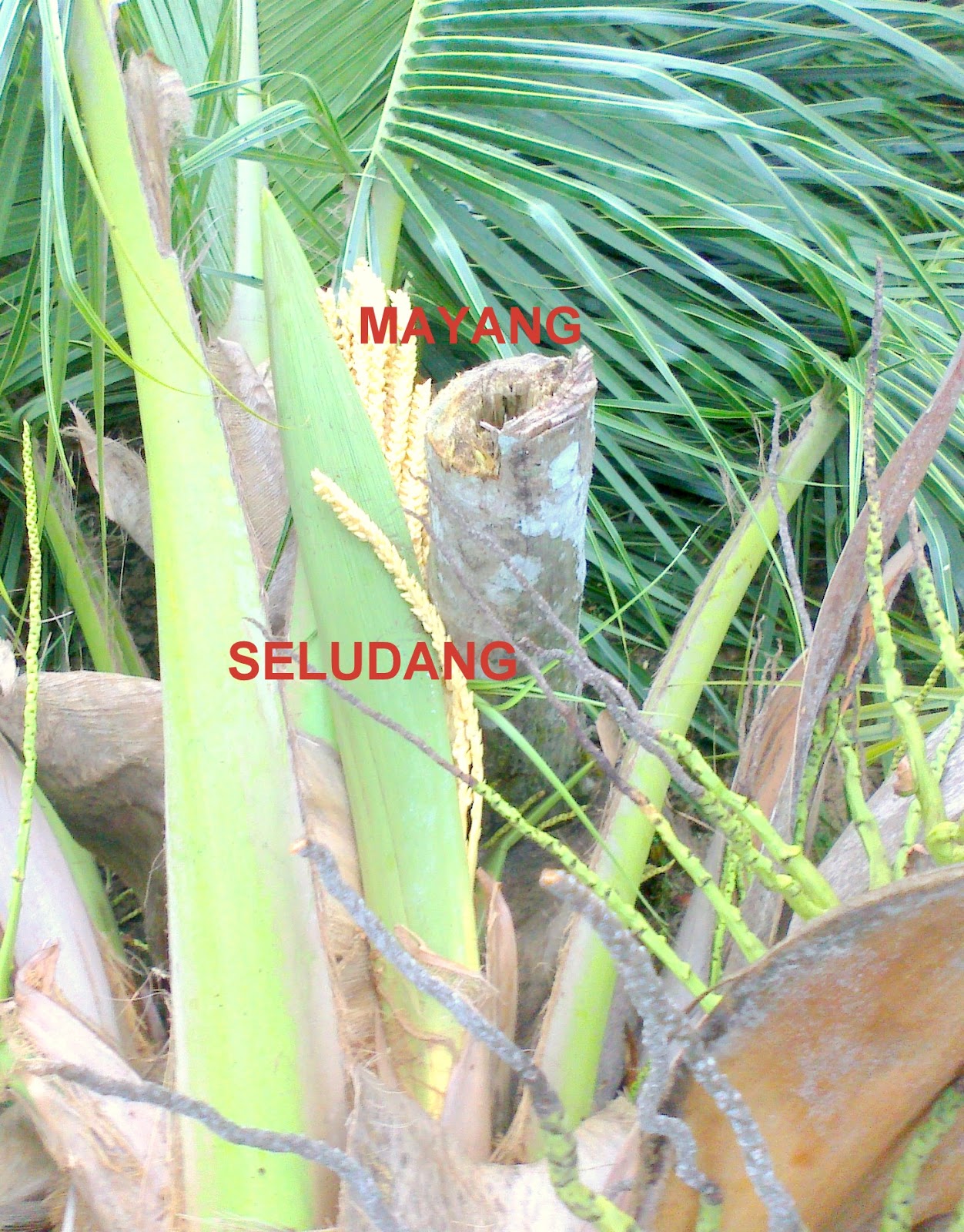 Tak Kenal Maka Tak Cinta: Asal Usul Peribahasa