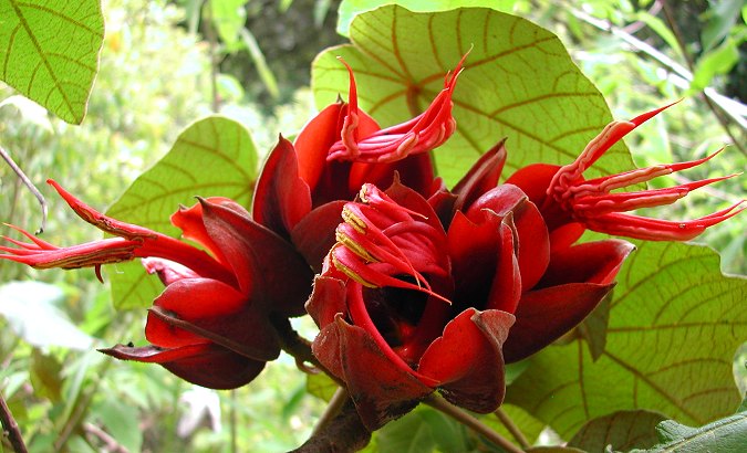 5 Bunga Dengan Bentuk Unik Ini Akan Menciptakan Kau Tercengang Dikala ...